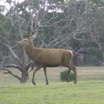Bowhunting in Australia - Australian Bowhunters Association